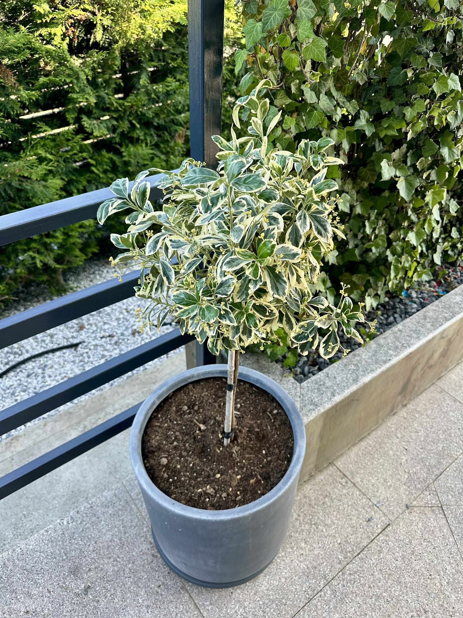 Euonymus japonicus – A Versatile Evergreen Shrub for Hedges and Stylish ...